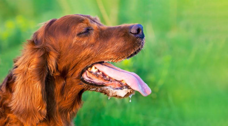 Panting Problems: What Your Dog's Heavy Breathing Might Be Telling You ...